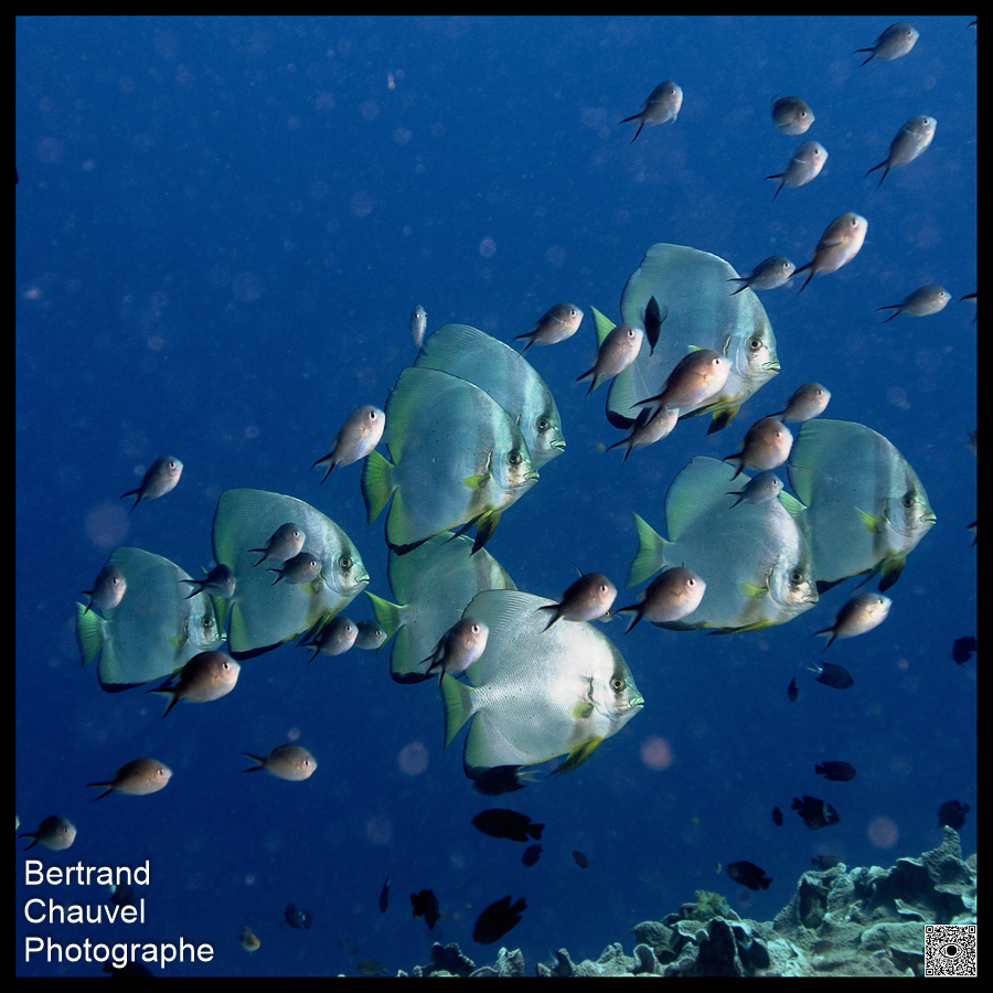 Visual Diving | Bertrand Chauvel Photography