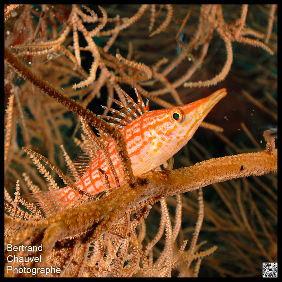 Visual Diving | Bertrand Chauvel Photography