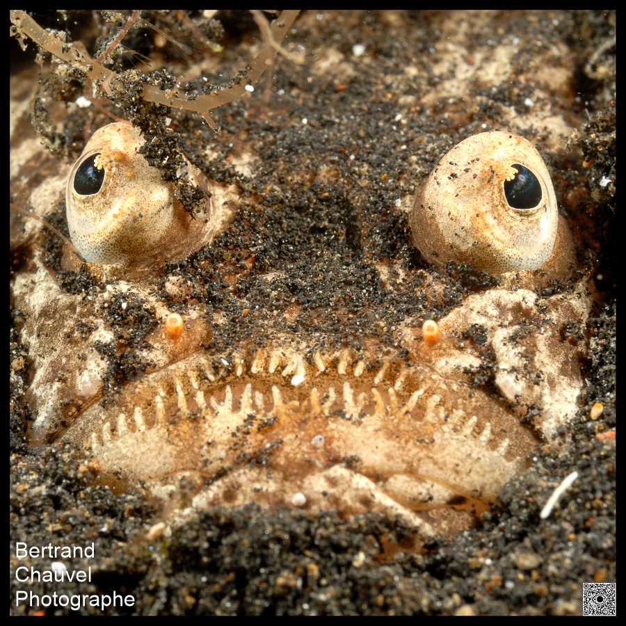 Visual Diving | Bertrand Chauvel Photography