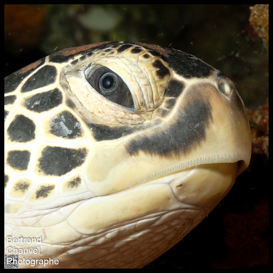 Visual Diving | Bertrand Chauvel Photography