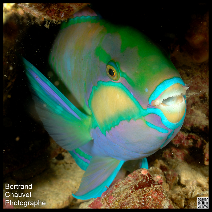 Visual Diving | Bertrand Chauvel Photography