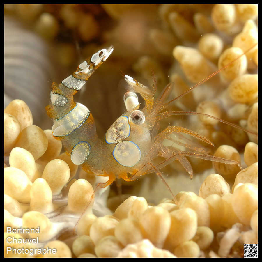 Visual Diving | Bertrand Chauvel Photography